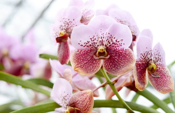 Floriculture Industry of Davao pushes to revive Waling-waling ...
