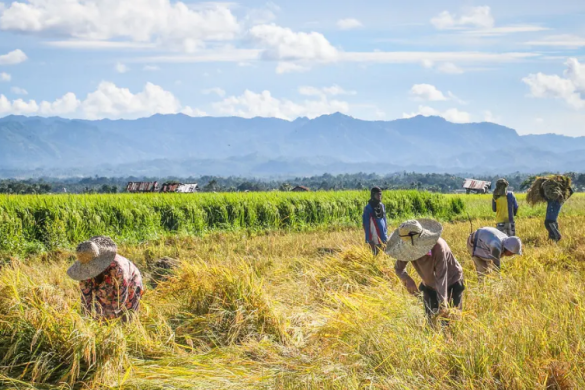 Mindanao Inclusive Agriculture Development Project – Mindanao Times